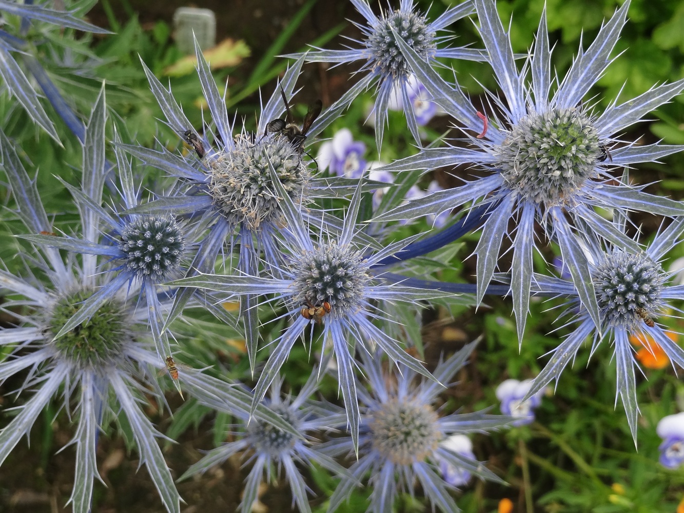 Eryngium Flower Varieties at Russell Brown blog