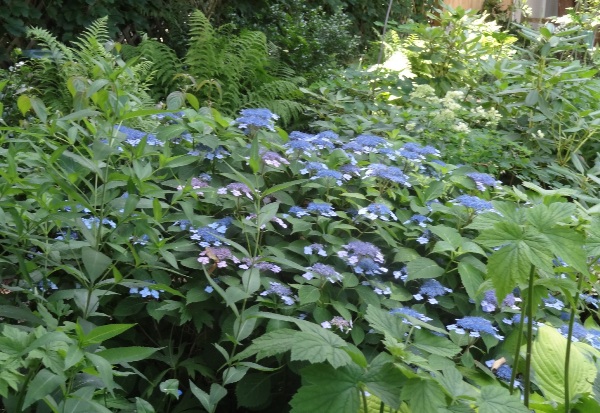 7-6 Blue Billow hydrangea - Commonweeder