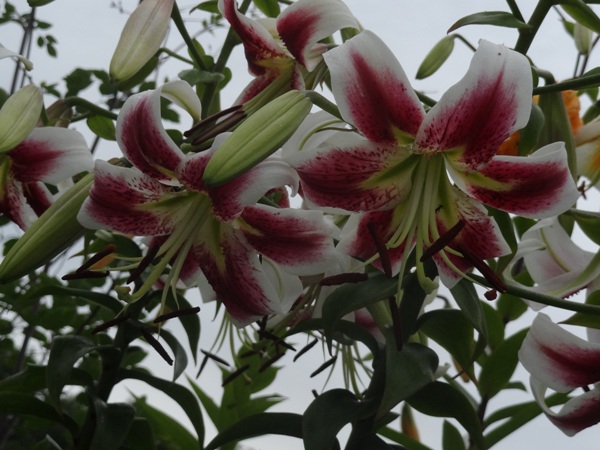 lily specieosum rubrum - Commonweeder