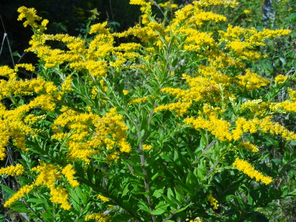 Goldenrod or Ragweed?