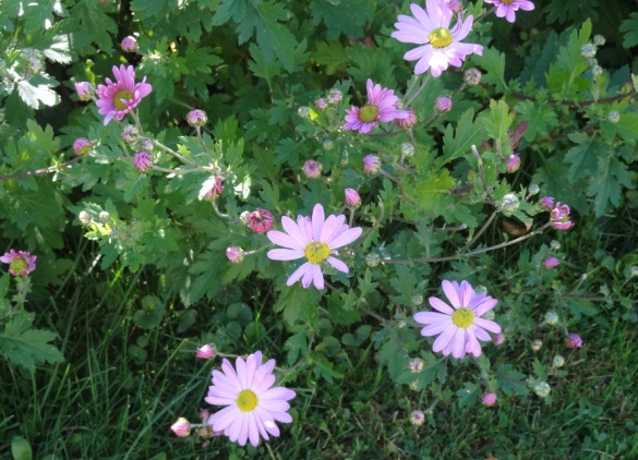 10-17 Sheffield daisy closeup - Commonweeder