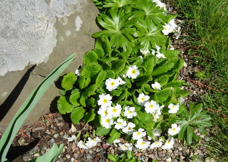 Primrose or Primula- Spring Delight