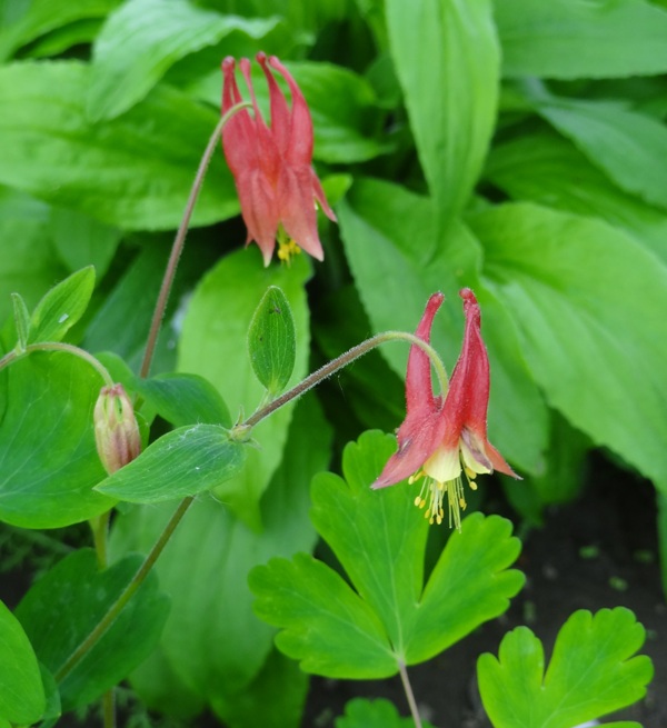Native Columbine Now in Community