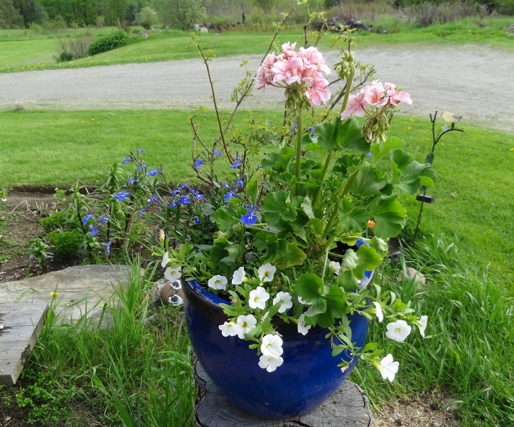 5-21 blue pot geranium lobelia superbells - Commonweeder