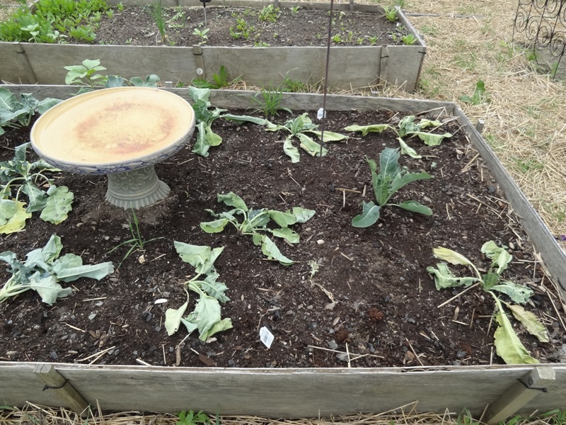 Cabbage, Cauliflower, Other Crucifers and Cutworms