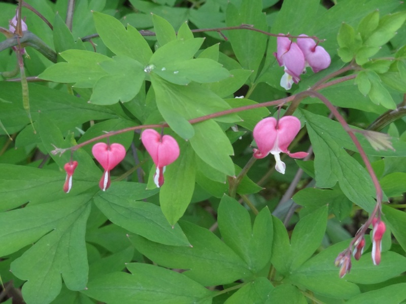 Tree Peonies Lead Off Early June Bloom Record