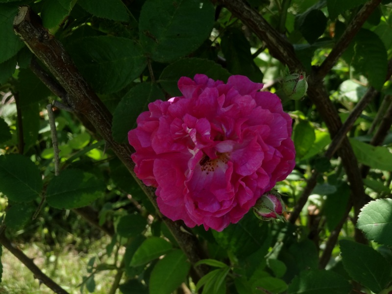 Annual Rose Viewing - June 2015