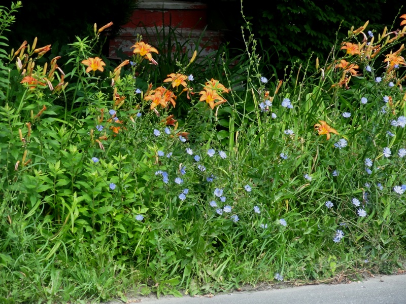 Roadside attraction - chicory and daylilies