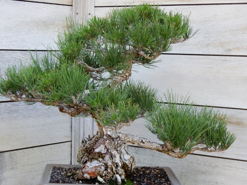 9-20 Montezuma cypress bonsai - Commonweeder