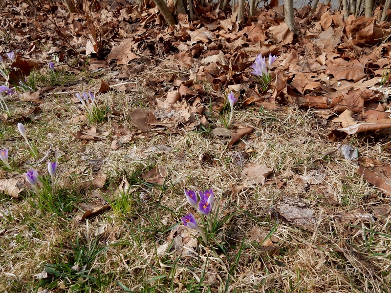 Spring is Crocus Season