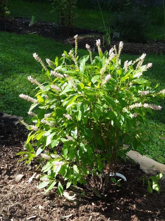 C is for Clethra - or Sweet Pepperbush