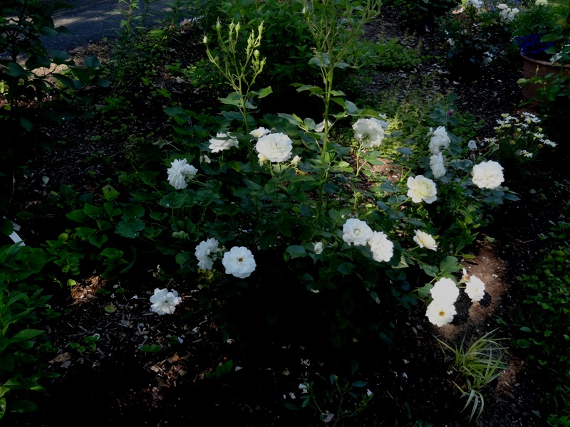 Three Views of The Lion's Fairy Tale Rose