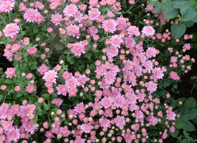 9-20 mums pink - Commonweeder