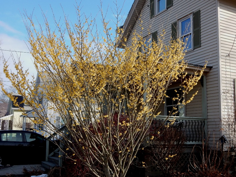 Witch Hazel - Hamamelis Spring Bloomer