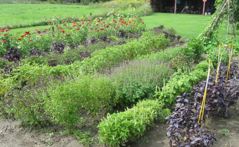 Delicious Culinary Herbs For Taste And Pleasure