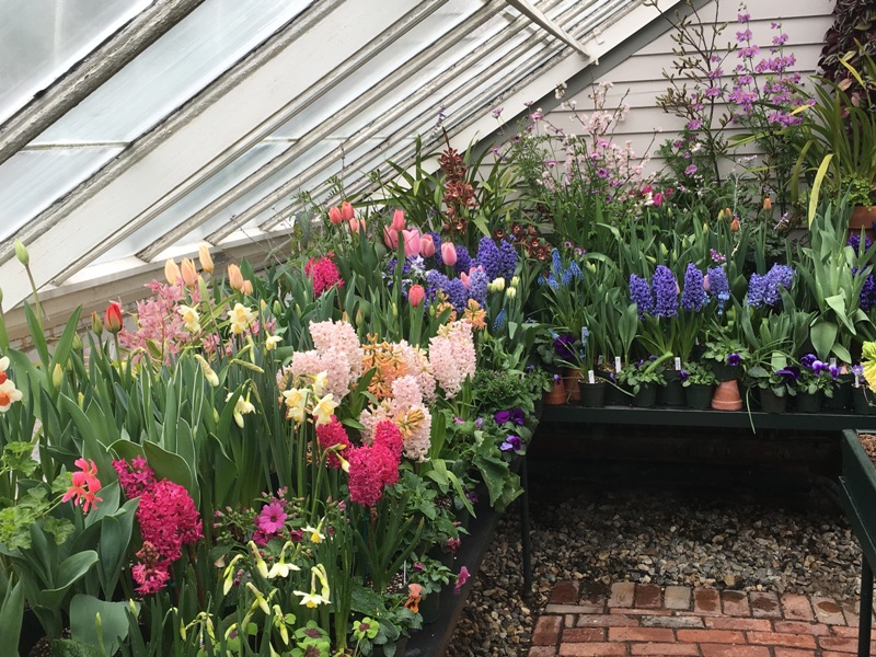 Mount Holyoke Spring Flower Show 2018