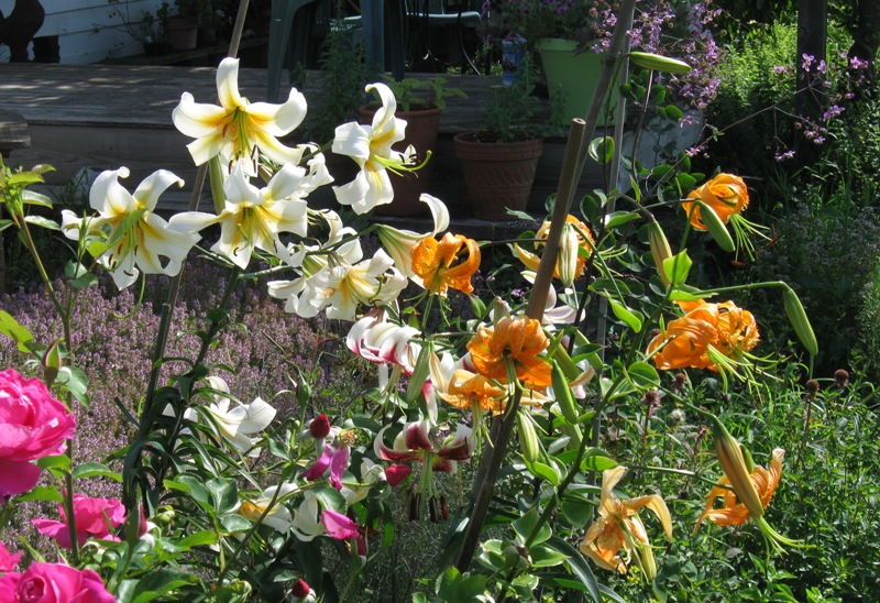 8-1-11 Henryi lilies - Commonweeder