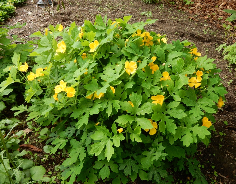 5-13 wood poppy - Commonweeder