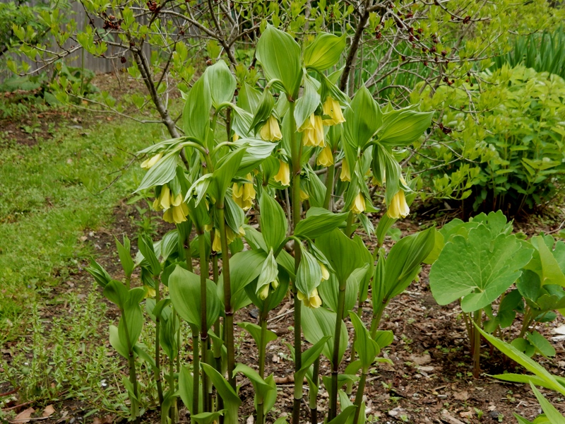 5-14 fairy bells - Commonweeder