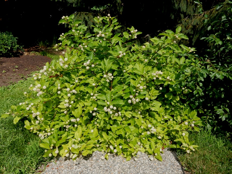 7-11 button bush - Commonweeder