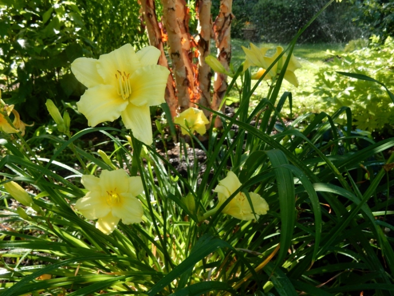 7-8 Olallie Lass - Commonweeder