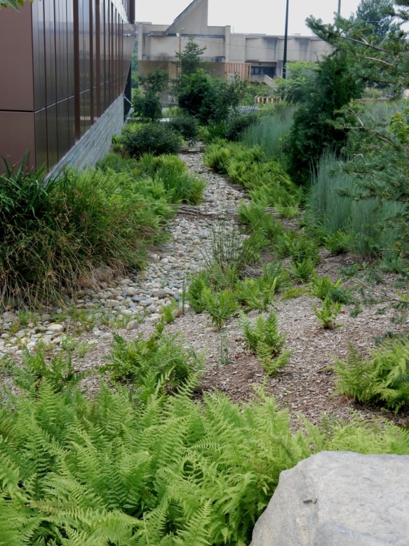 Rain Gardens Here and Everywhere Rain Gardens Here and Everywhere