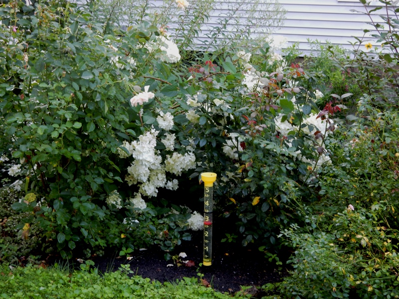 Torrential Rainfall, Backyard Flood, Watery Paths