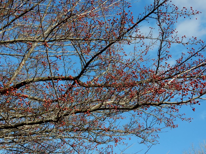 A Sacred Trio - The Oak, Ash and Thorn