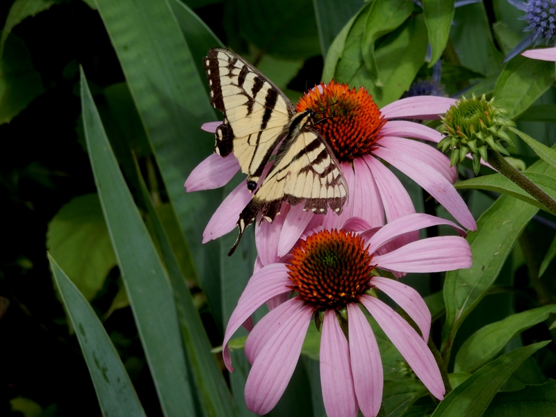 Who are the Pollinators and Why are pollinators important