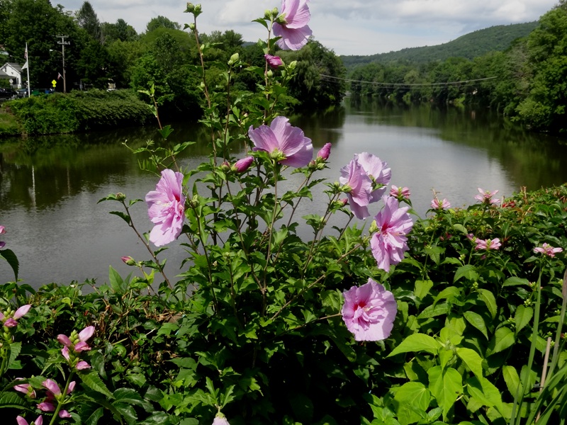 8-14 rose of sharon - Commonweeder