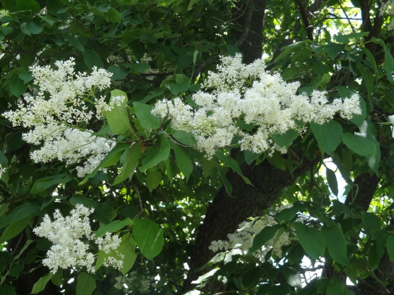Fragrant White Flowering Tree Kemuning Tree Has Very Fragrant Flowers
