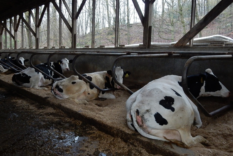 4-26 contented cows - Commonweeder