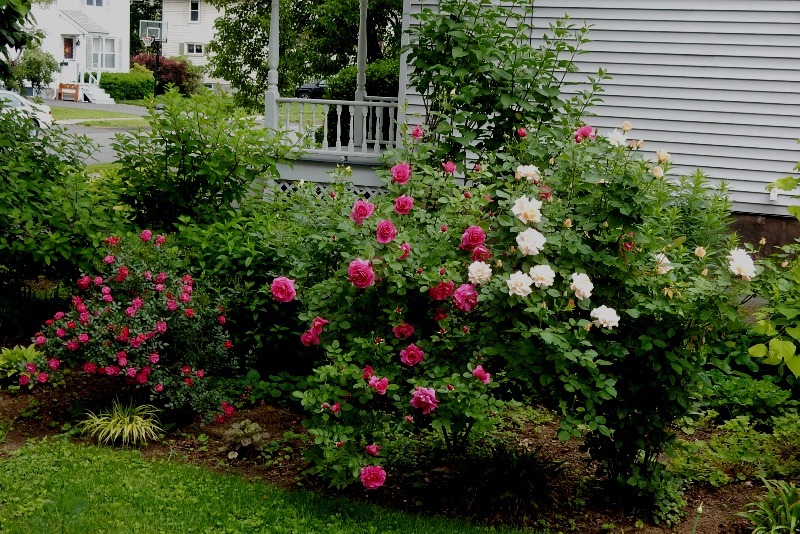 6-13 three roses - Commonweeder