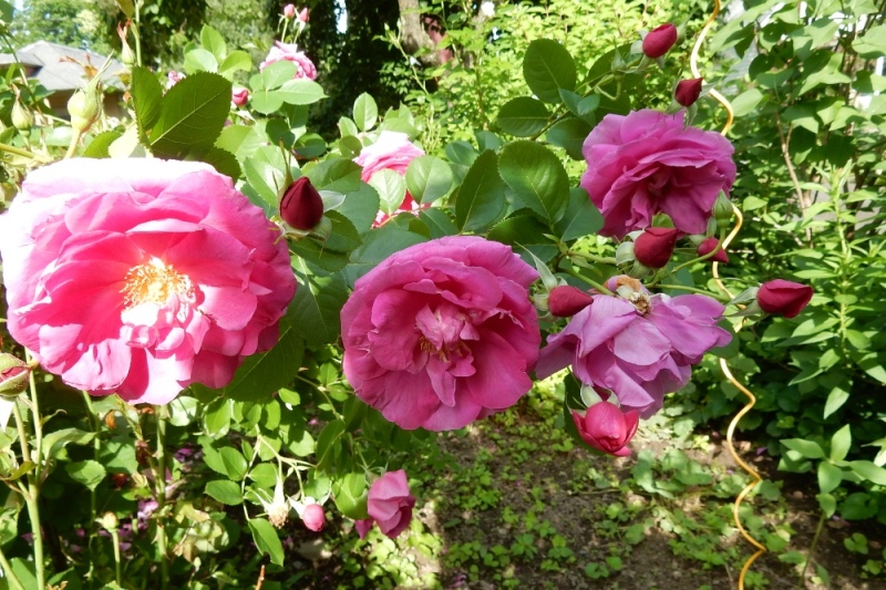 A Rose is a Rose