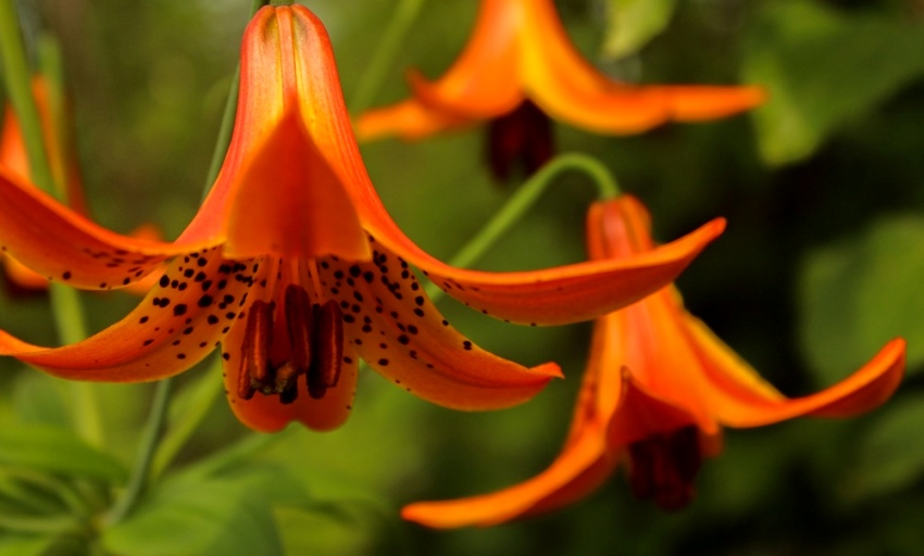 Exploring the Hawley Bog: Lilies, Orchids, and Pitcher Plants