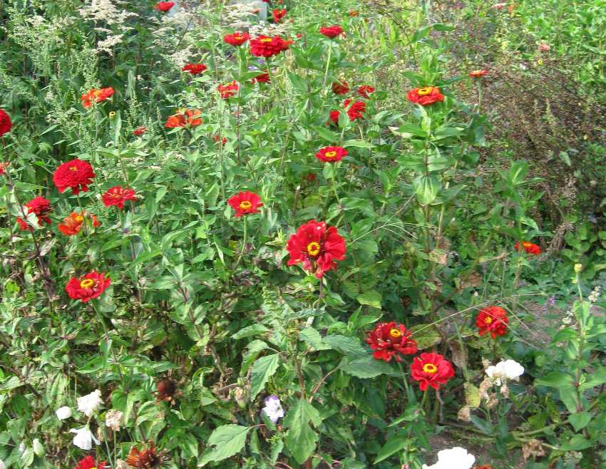 red zinnias LJ - Commonweeder
