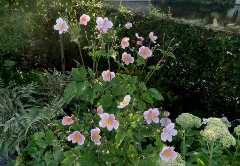 Autumnal Flowers Provide Bloom Through October