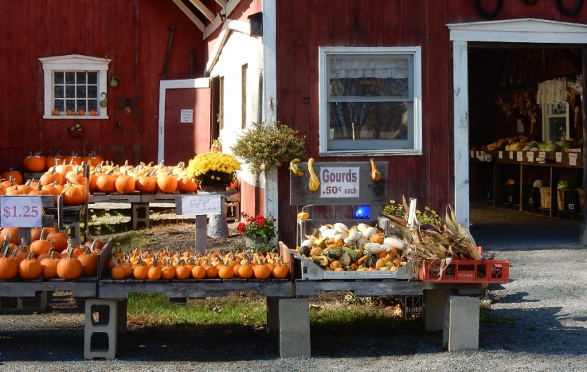 Pumpkins of History - Pumpkins of Today