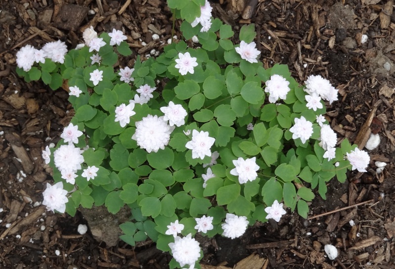 5-8-13 double bloodroot 2 - Commonweeder