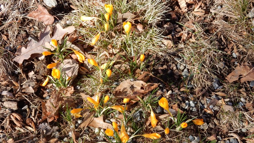 Garden Bloggers Bloom Day - March 15, 2020