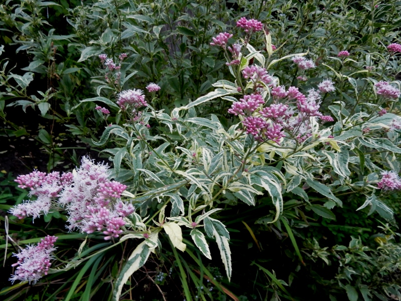 10-1- 19 joe pye weed - Commonweeder