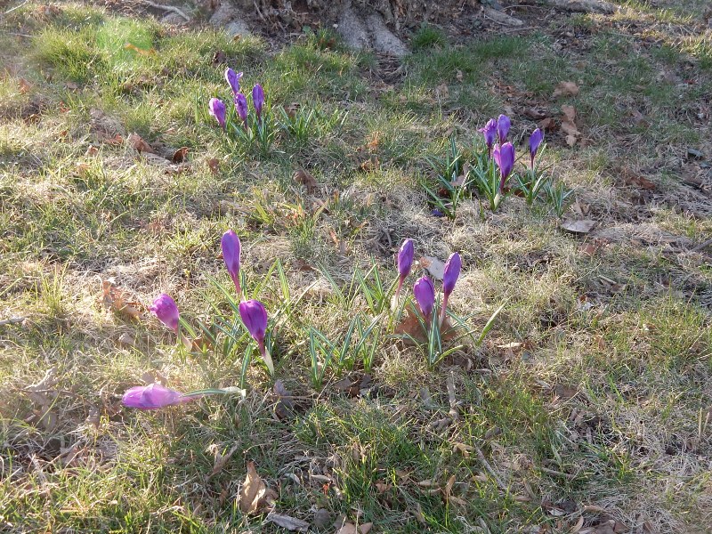 April Fool's Day and the Flowers Are Joining the Fun