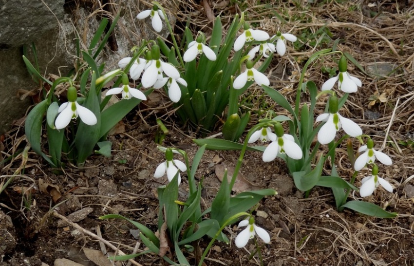 April - National Garden Month With a National Gardening Day