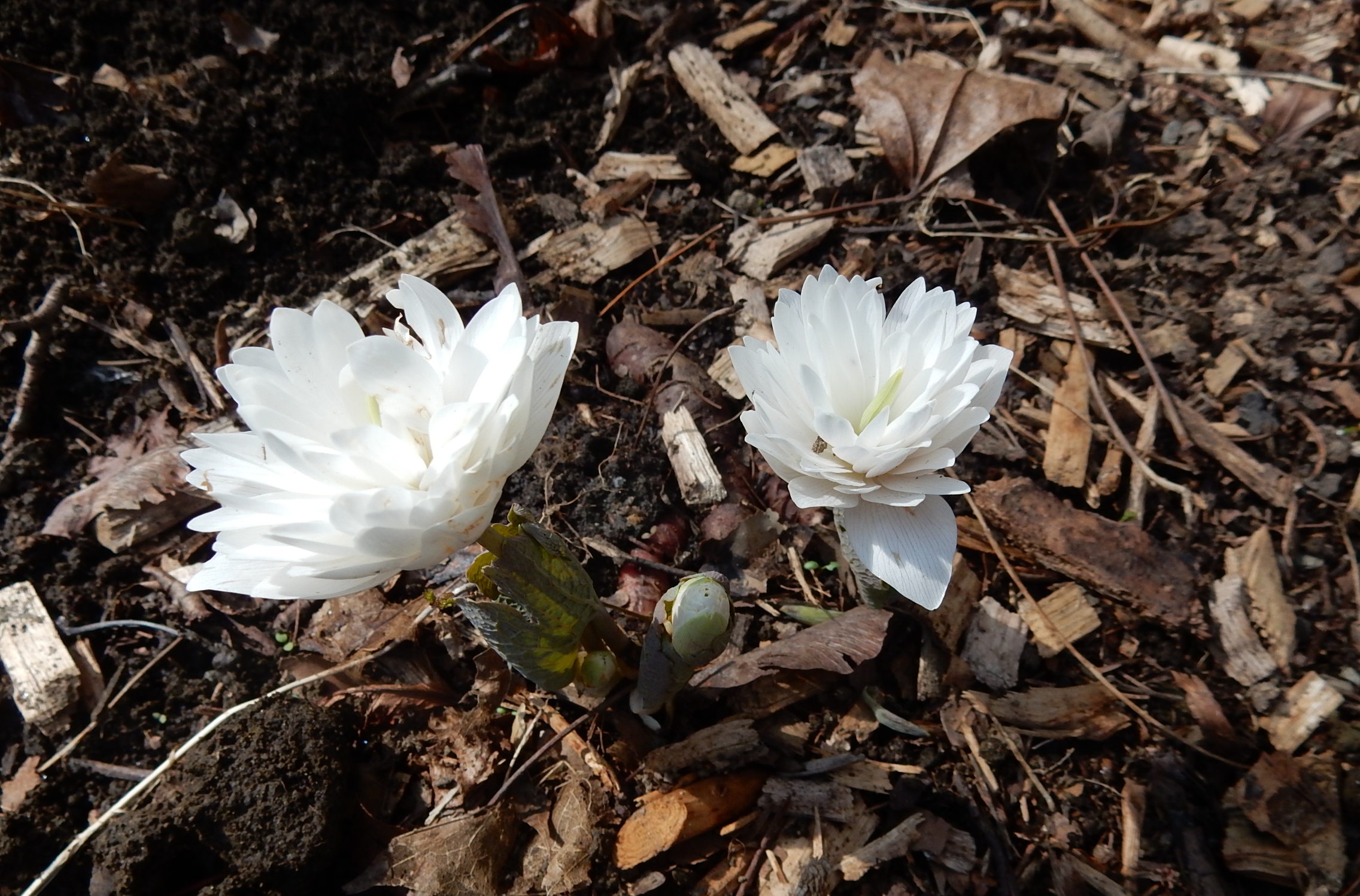 4-15 double bloodroot - Commonweeder