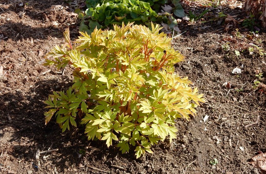 4-25 gold bleeding heart white flowers - Commonweeder