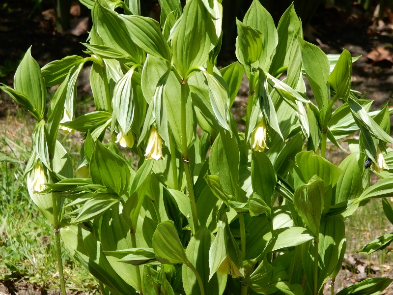 5-14 Fairy Bells - Commonweeder