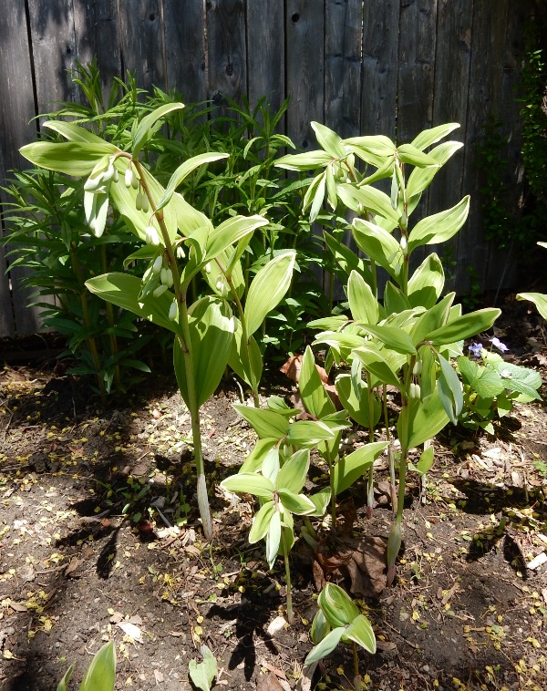 5-14 Solomon's seal - Commonweeder