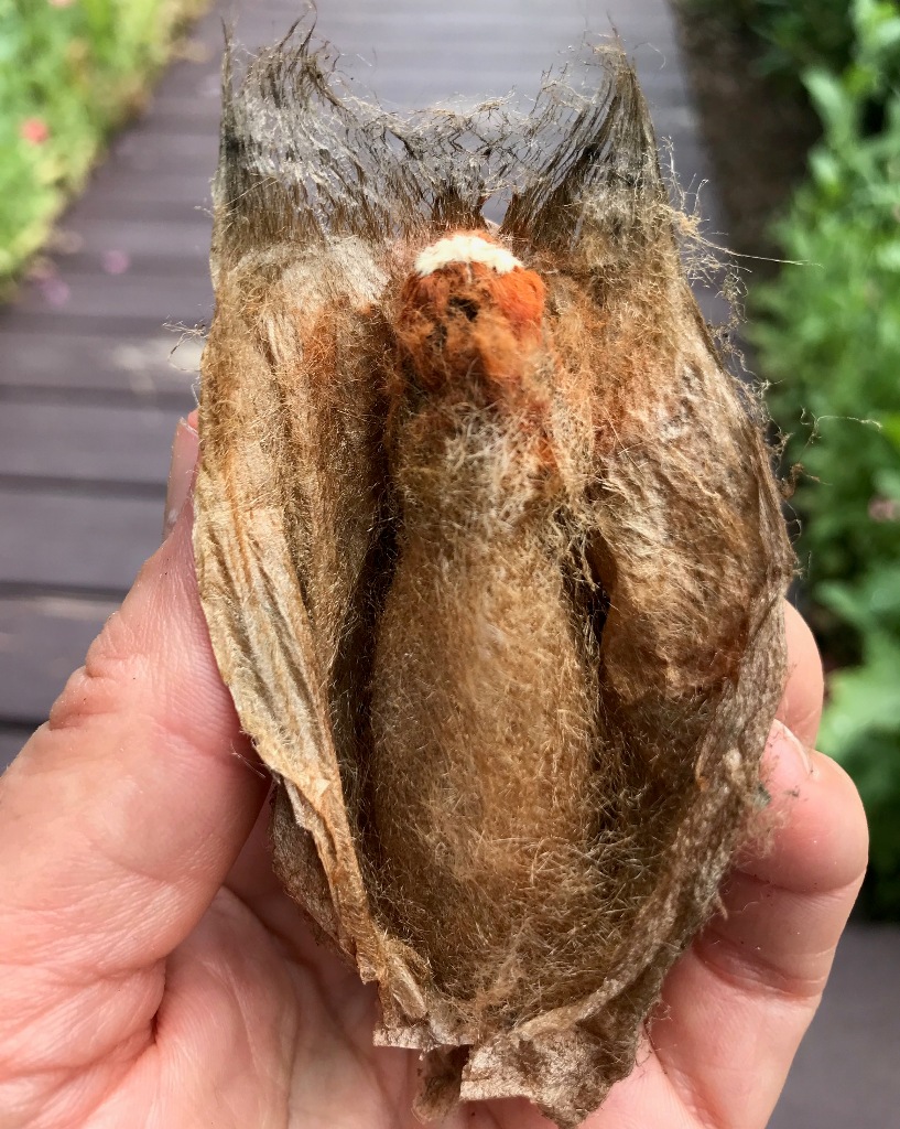 12. Cecropia moth that failed to exit cocoon - Commonweeder