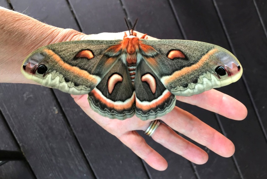 17. Female Cecropia moth 2020 small - Commonweeder
