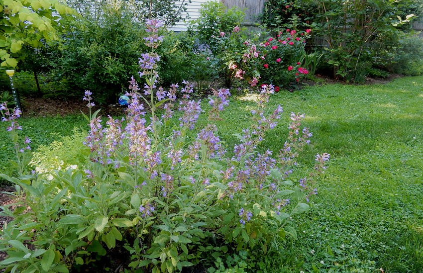 My Roses on Garden Bloggers Bloom Day - June 15, 2020
